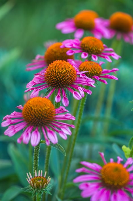 Coneflower Care: Planting & Growing Echinacea Flowers | Garden Design
