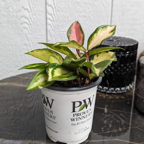 Hoya Plants: The Ultimate Growing Guide | Garden Design