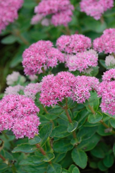 Sedum - Grow Stonecrop Plants and Sedum Ground Cover | Garden Design