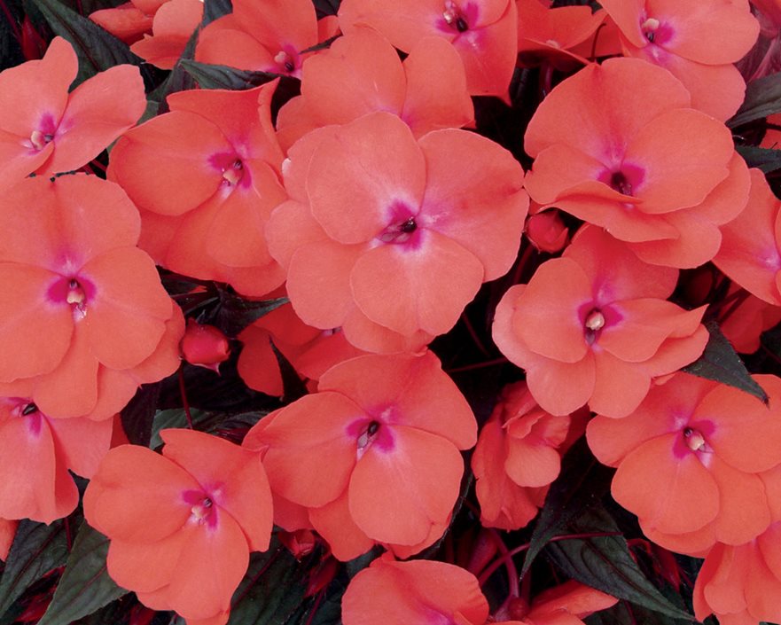 Impatiens – How to Grow and Care for Impatiens Flowers | Garden Design