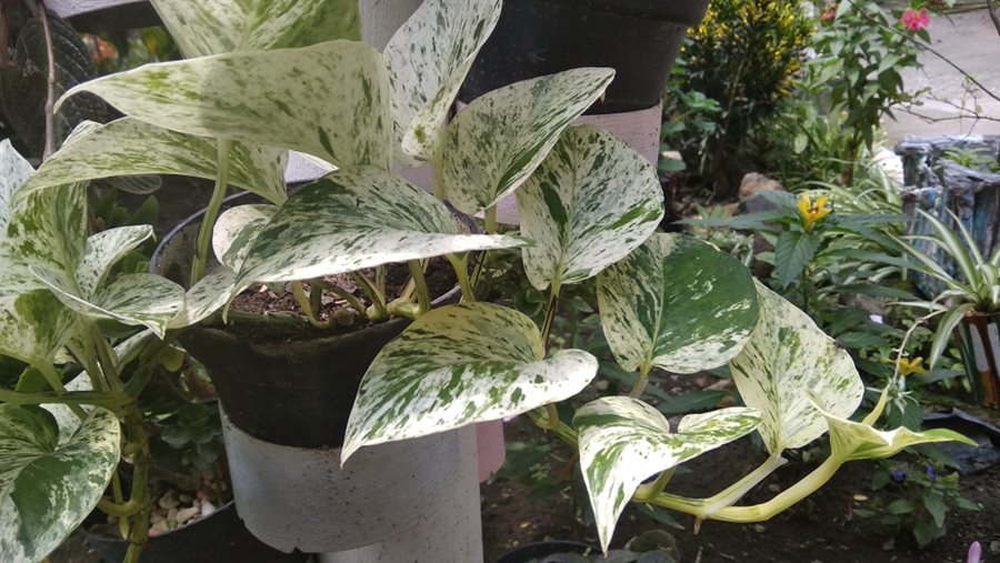 Care & Growing Guide for Pothos Plants | Garden Design
