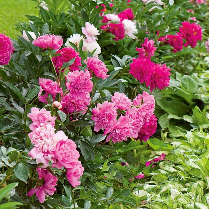 Growing Peonies How To Plant And Care For Peony Flowers Garden Design