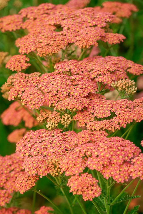 Yarrow Plants – Growing Yarrow Flowers | Garden Design