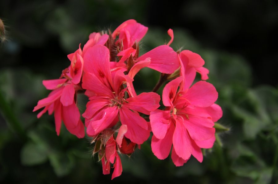 Growing Geranium: Geranium Plant Care & Flower Varieties | Garden Design