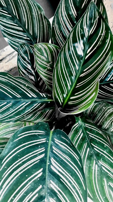 How to Grow Colorful Calathea Plants | Garden Design