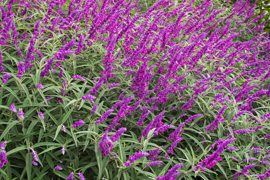 Salvia Plants: Growing & Caring for Ornamental Sages | Garden Design
