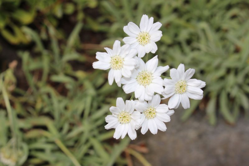 Yarrow Plants – Growing Yarrow Flowers | Garden Design