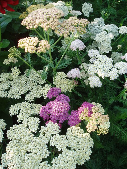 Yarrow Plants – Growing Yarrow Flowers | Garden Design