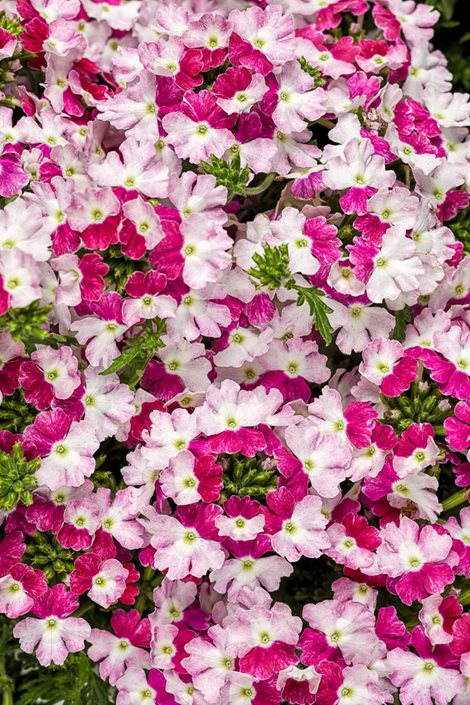 Growing Verbena – How to Plant & Care for Verbena Plants | Garden Design