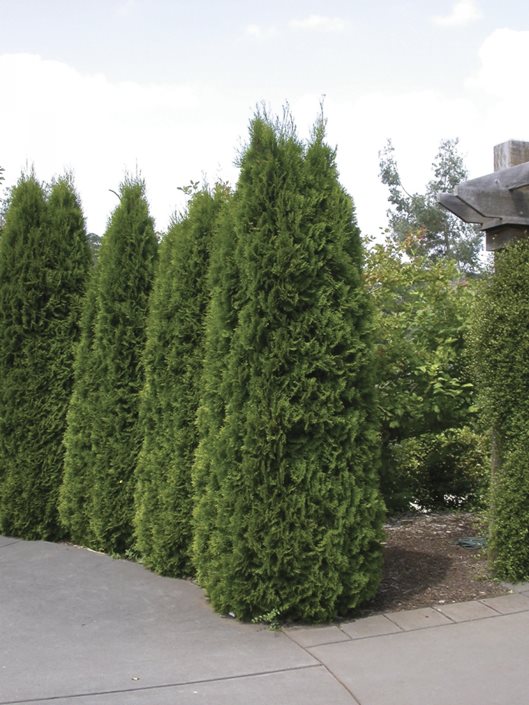 Arborvitae Tree Types & Care | Garden Design