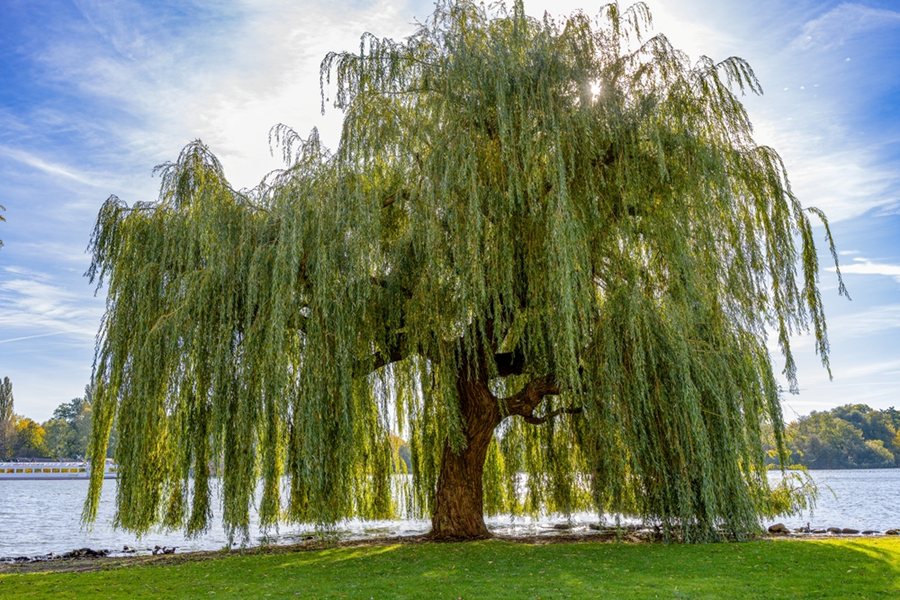 Willow Trees Types Growing Landscape Uses Garden Design