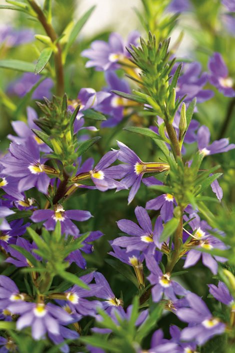 Growing Scaevola – How to Plant & Care for Fan Flower | Garden Design
