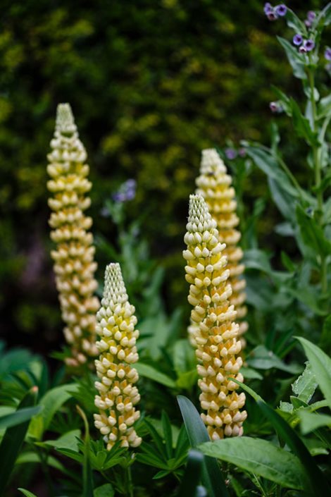 Growing Lupine Flowers – Planting & Caring for Lupinus | Garden Design