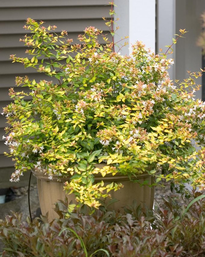 Growing Abelia – How to Plant and Care for Glossy Abelia Plants ...
