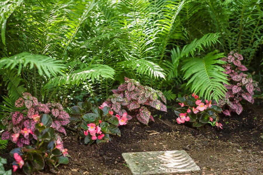 Polka Dot Plant Growing Care Guide Garden Design
