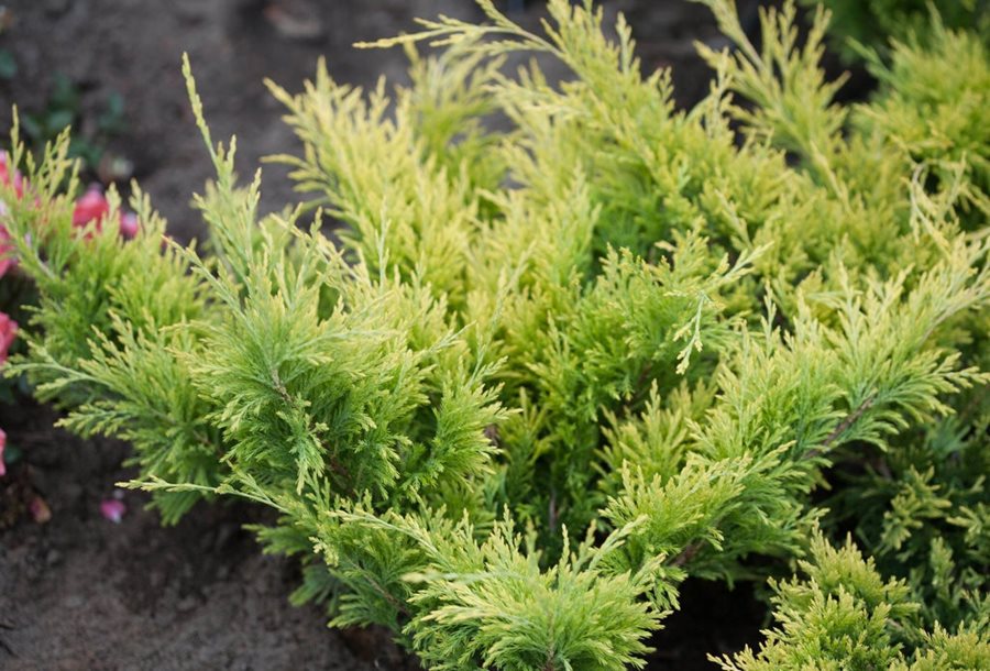 How to Grow & Care for Juniper Shrubs & Trees | Garden Design